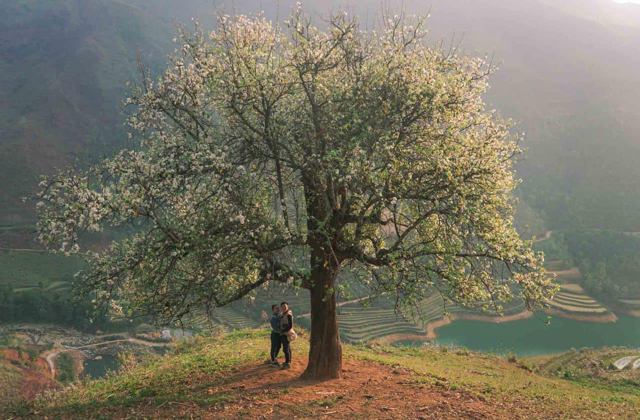 Cây táo mèo được sử dụng phổ biến trong y học cổ truyền làm thuốc thảo dược