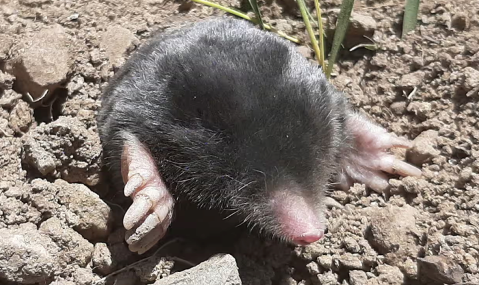 Phát hiện hai loài chuột chũi mới - Tạp chí Tia sáng