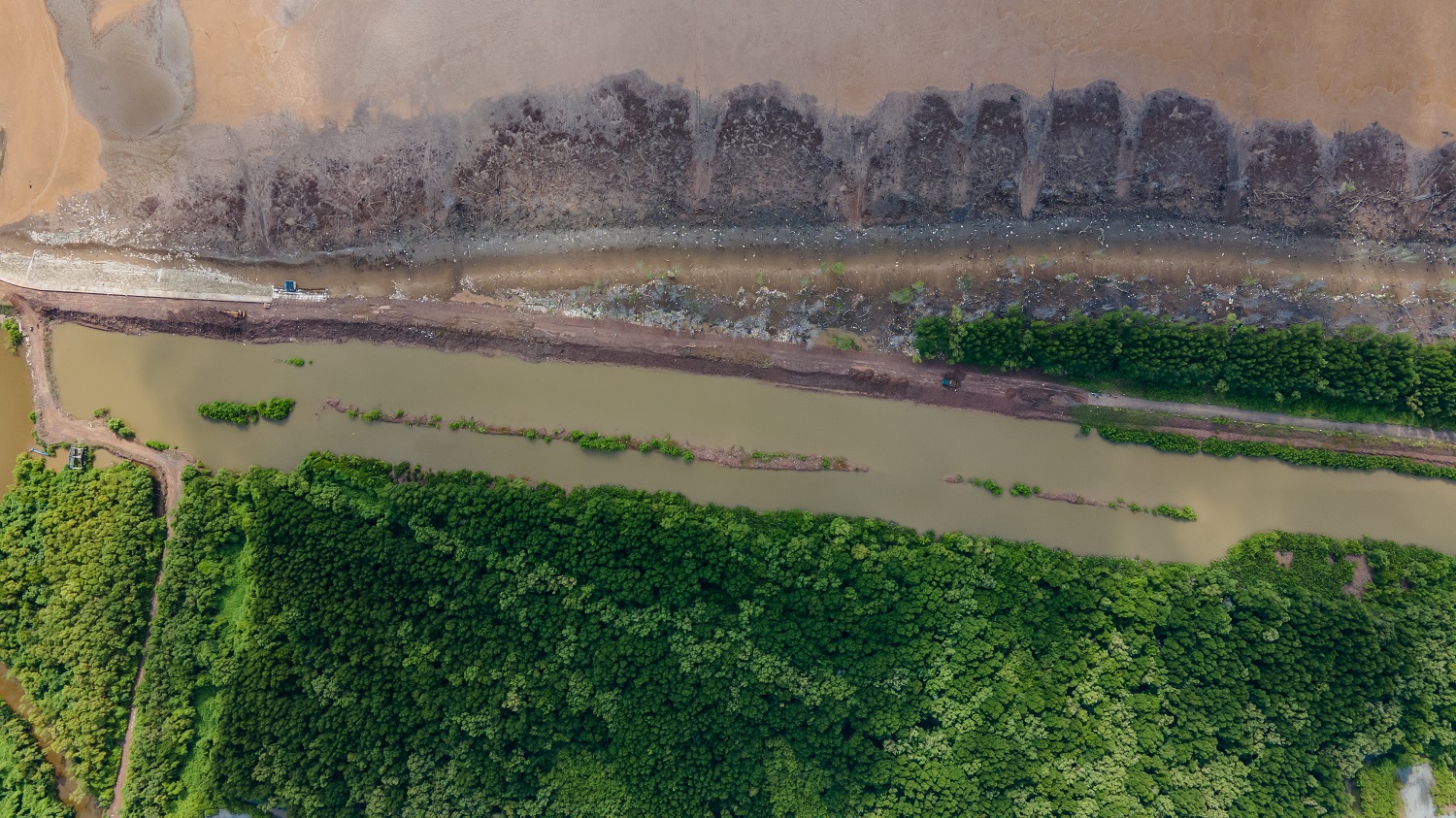 Rừng ngập mặn: Giữa những bủa vây - Tạp chí Tia sáng