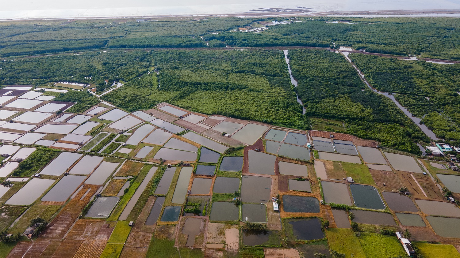 Rừng ngập mặn: Giữa những bủa vây - Tạp chí Tia sáng