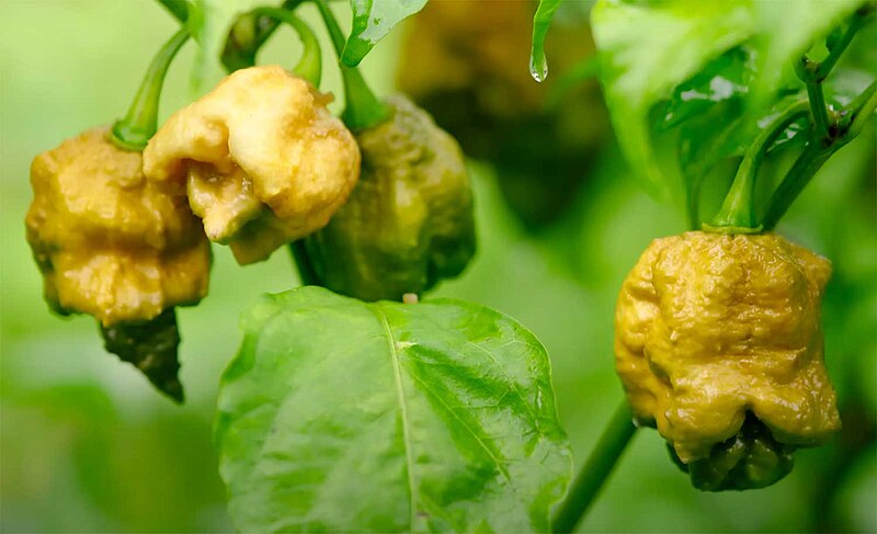 Tìm hiểu Pepper X - loại ớt mới cay nhất thế giới có gì thú vị nhé!